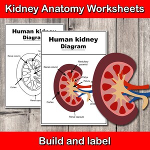 Build and Label the Human Kidney | Anatomy Worksheets | Biology ...