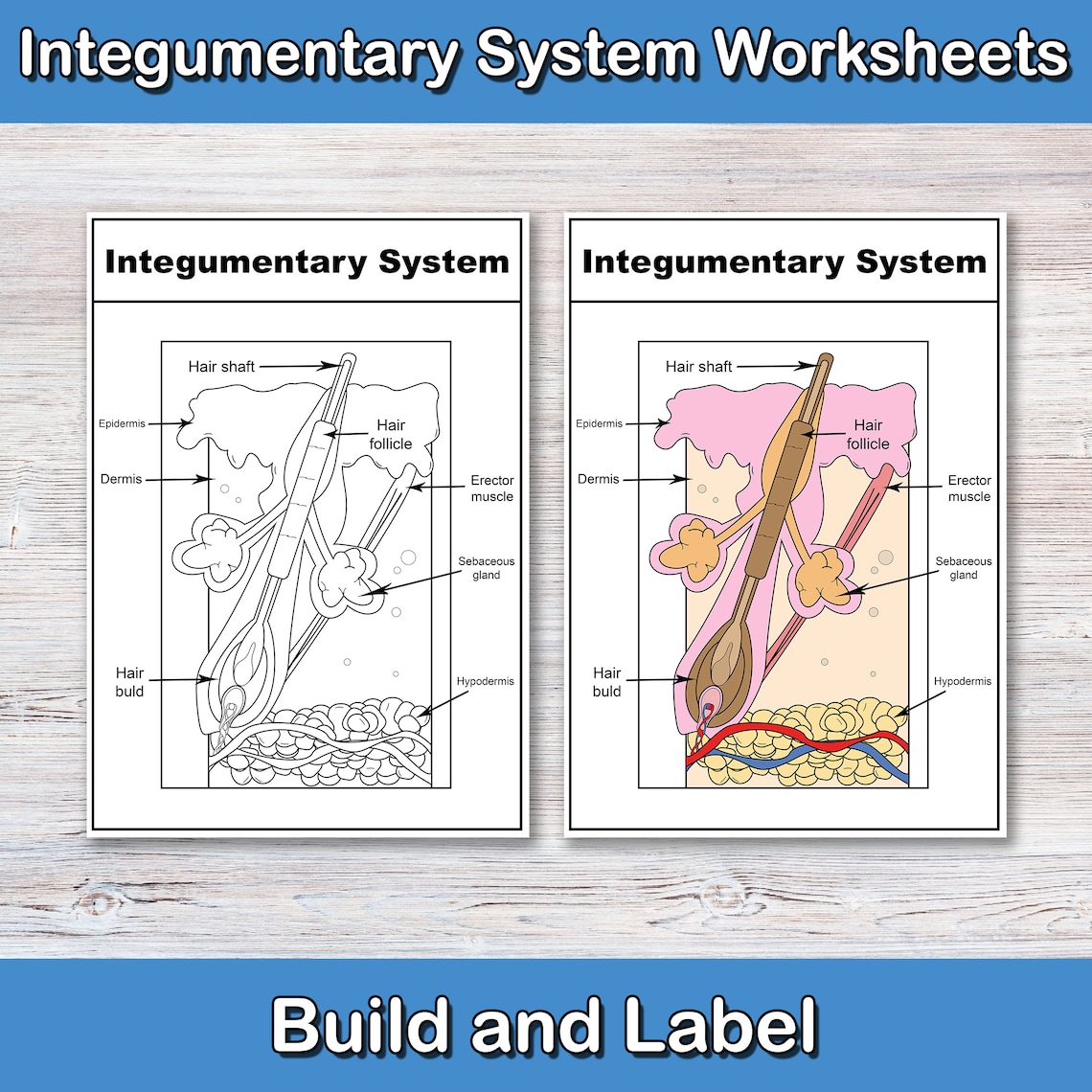 Build and Label the Integumentary System | Anatomy Worksheets | Skin ...