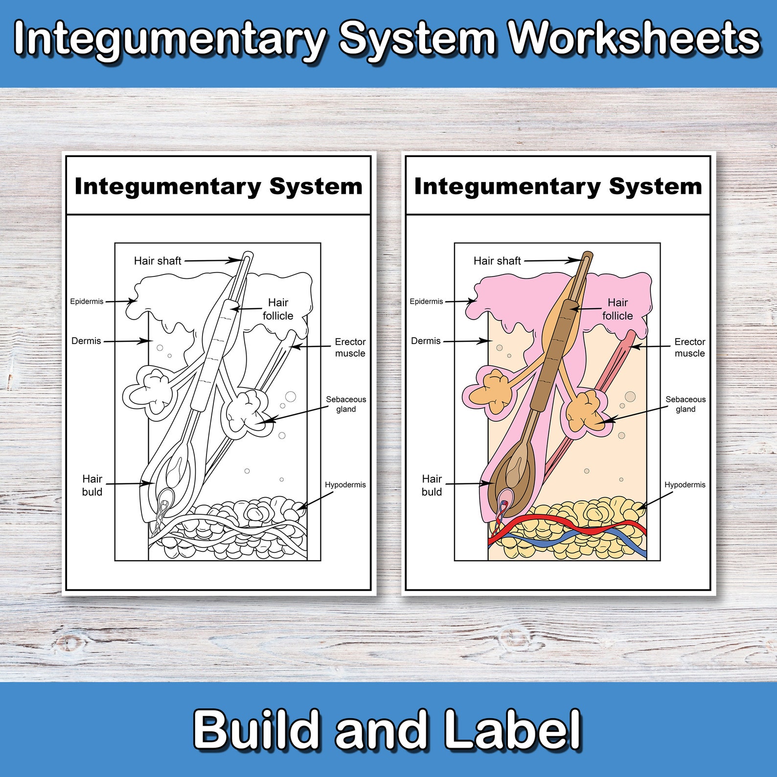 Build and Label the Integumentary System | Anatomy Worksheets | Skin ...