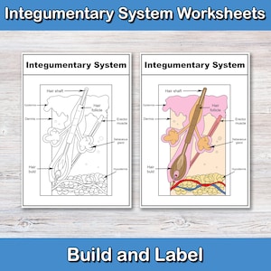 Build and Label the Integumentary System | Anatomy Worksheets | Skin ...