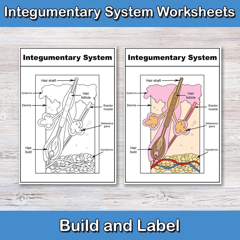 Build and Label the Integumentary System | Anatomy Worksheets | Skin ...