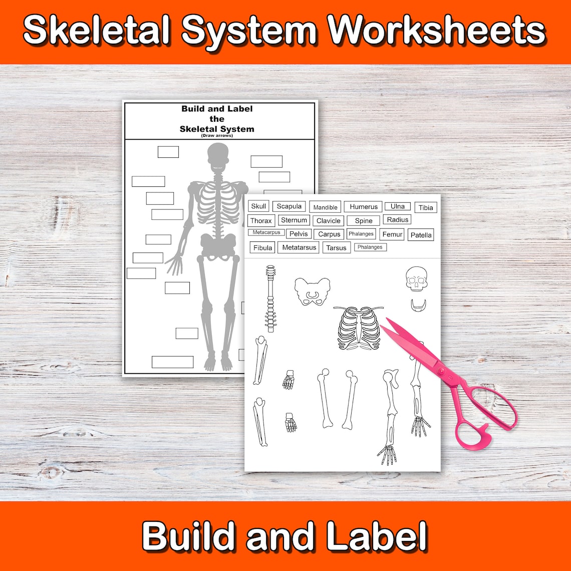 Build and Label the Skeletal System | Anatomy Worksheets | Biology ...