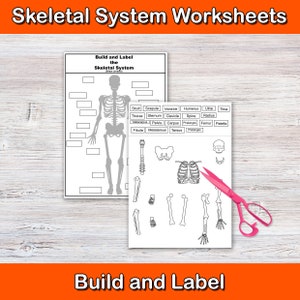 Build and Label the Skeletal System | Anatomy Worksheets | Biology ...