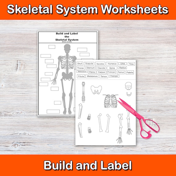 Anatomy Worksheets Skeletal System 7302795 | The Skeletal System