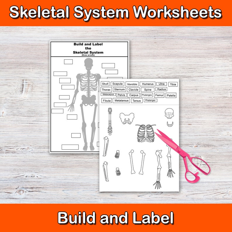 Build and Label the Skeletal System | Anatomy Worksheets | Biology ...