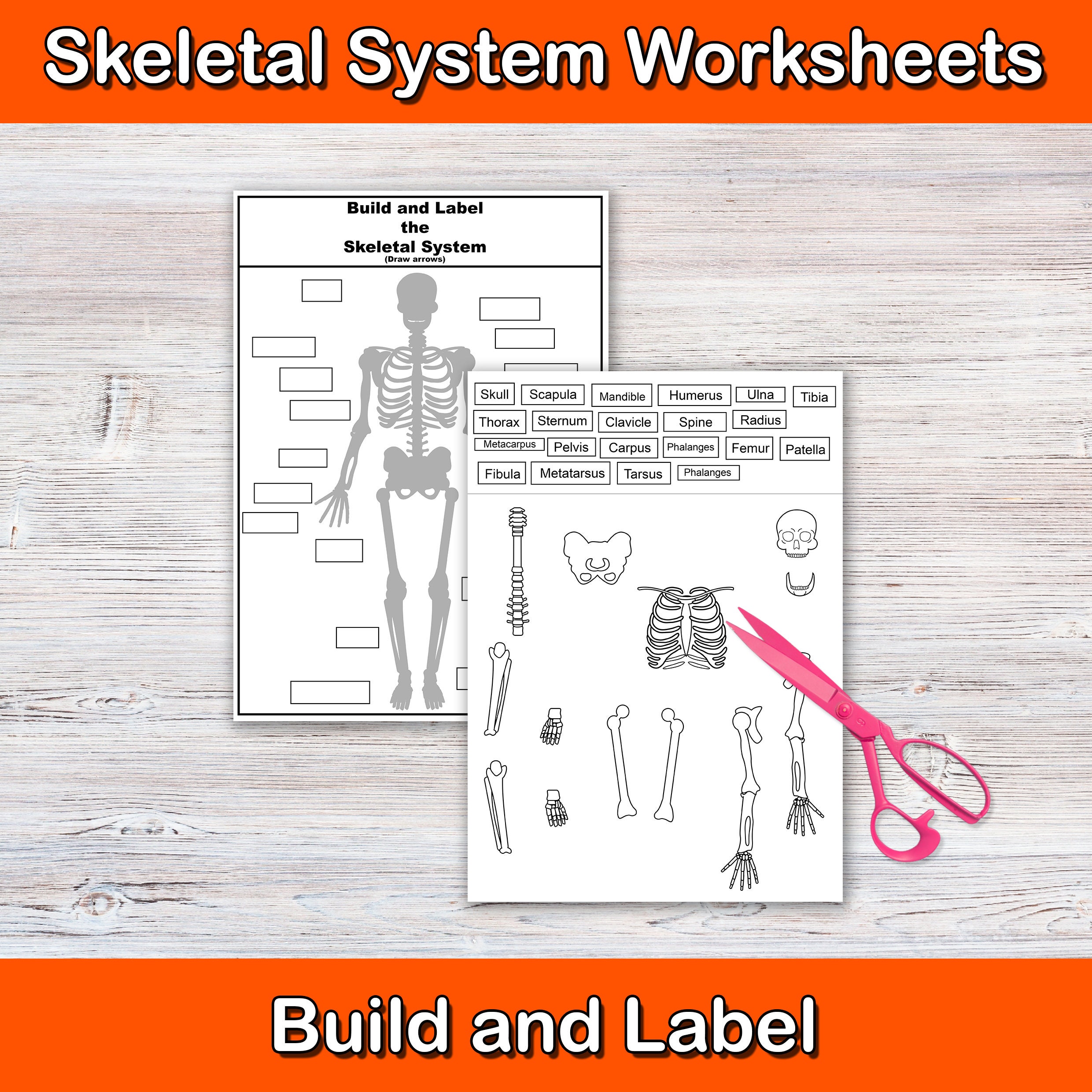 Build and Label the Skeletal System | Anatomy Worksheets | Biology ...