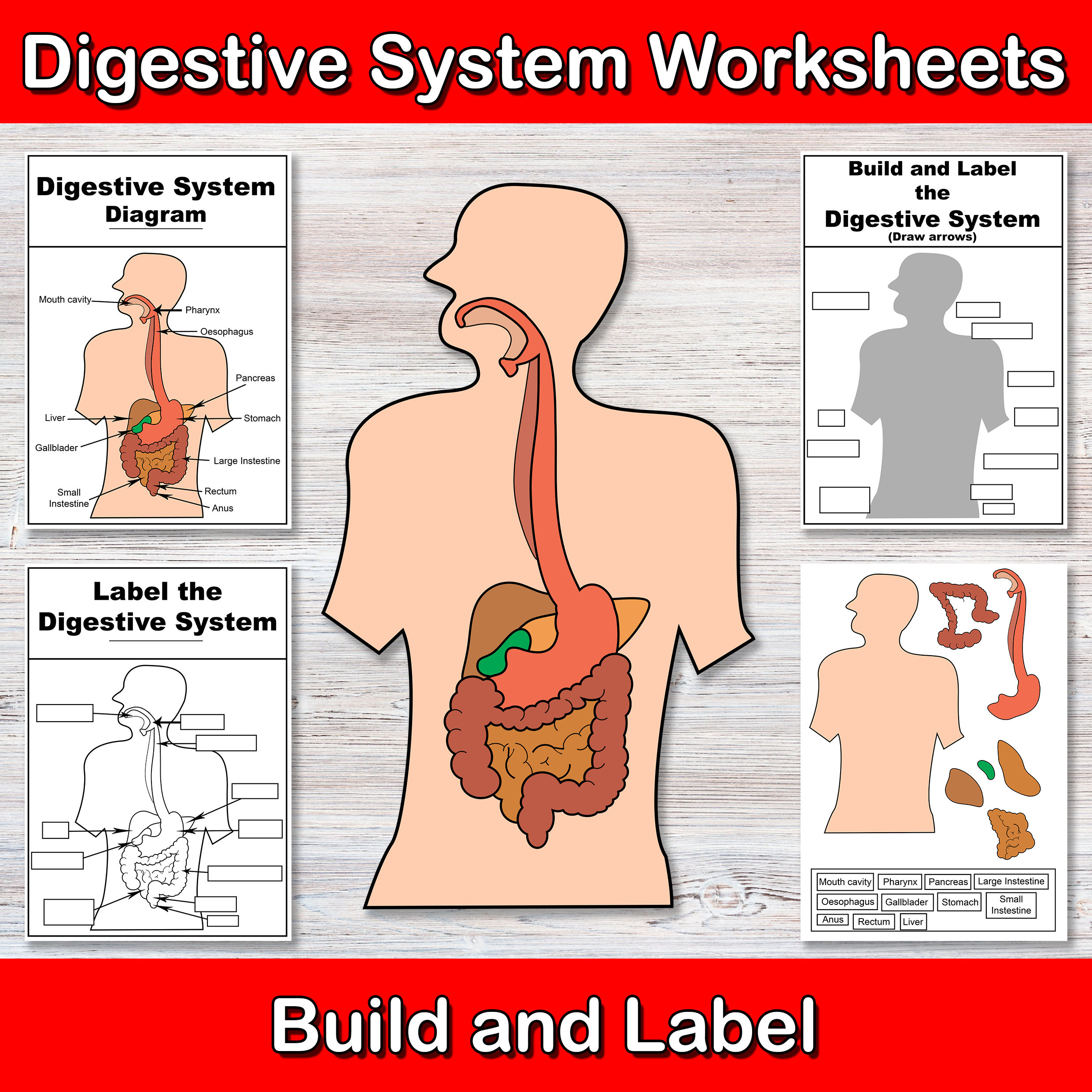 Digestive System Printable Worksheets Digestion And Enzymes Worksheet