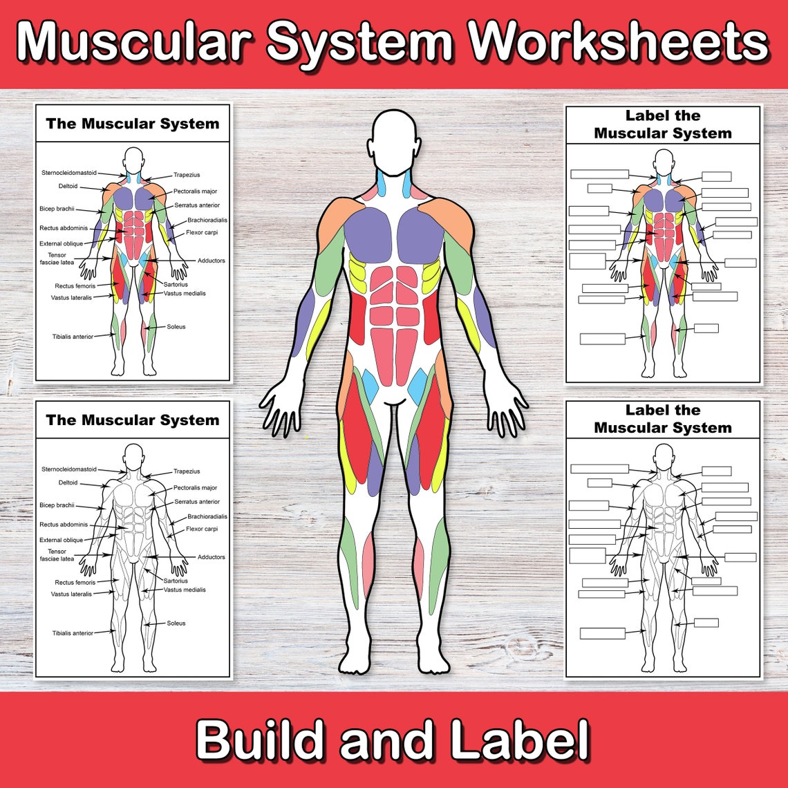 Build and Label the Muscular System | Anatomy Worksheets | Muscle ...