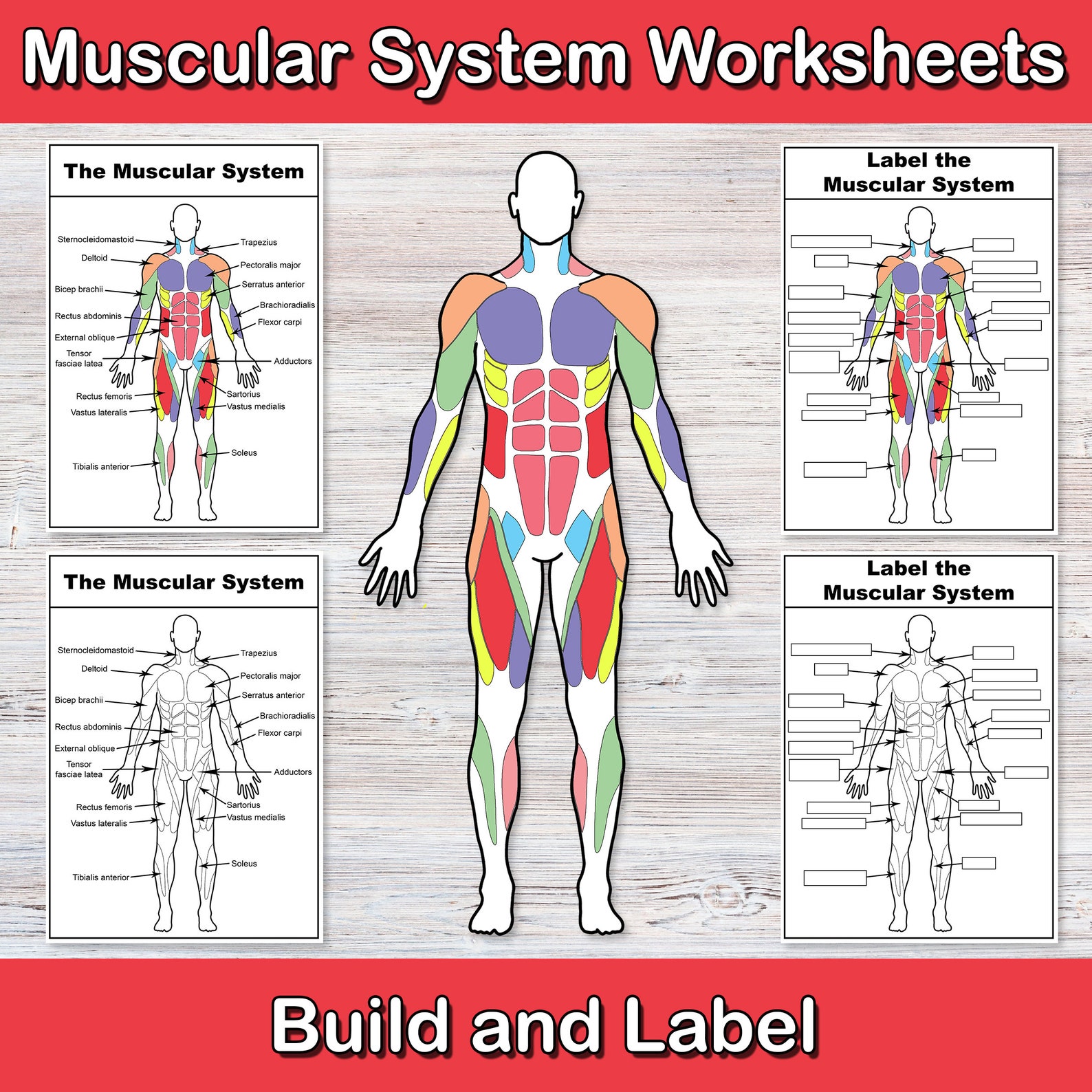 Build and Label the Muscular System | Anatomy Worksheets | Muscle ...