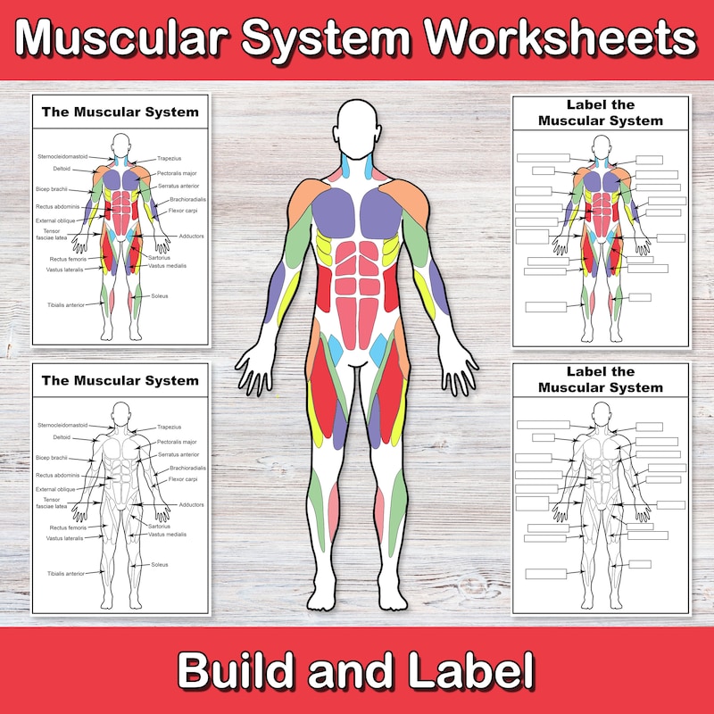 Does Ultrabolan Actually Works for Building Muscle Mass - Etsy Canada