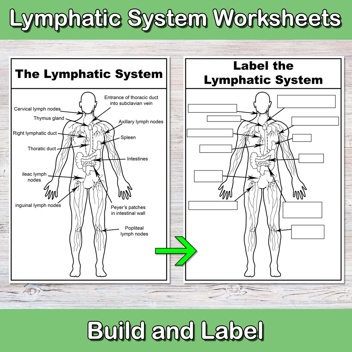 Build and Label the Lymphatic System | Anatomy Worksheets | Lymph ...