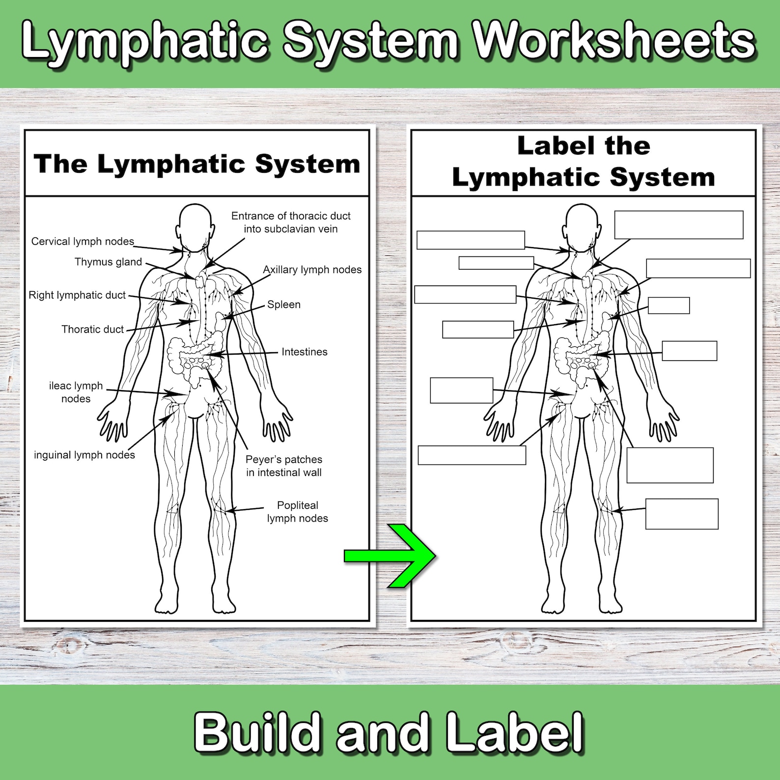 Build and Label the Lymphatic System | Anatomy Worksheets | Lymph ...