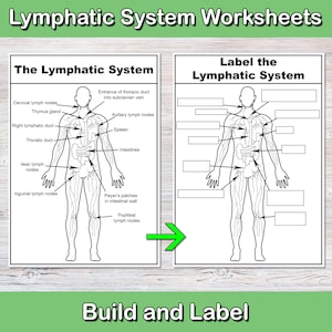 Build and Label the Lymphatic System | Anatomy Worksheets | Lymph ...