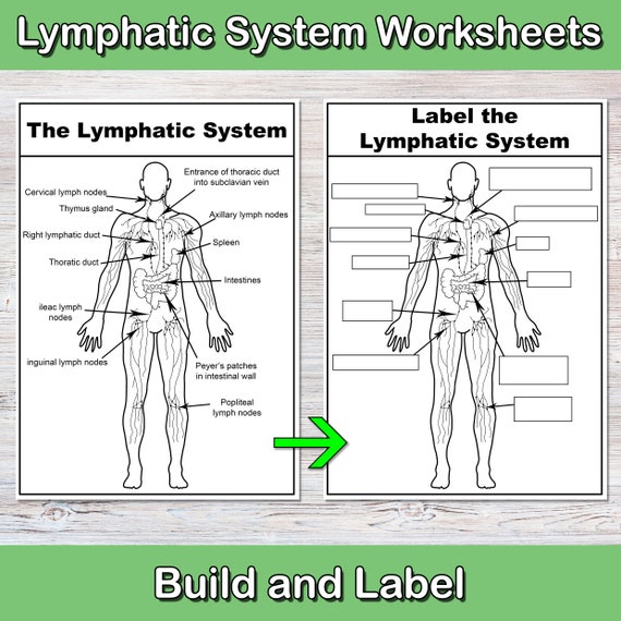 Lymphatic System Worksheet Coloring Page Free Printable