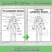 Build and Label the Lymphatic System | Anatomy Worksheets | Lymph ...