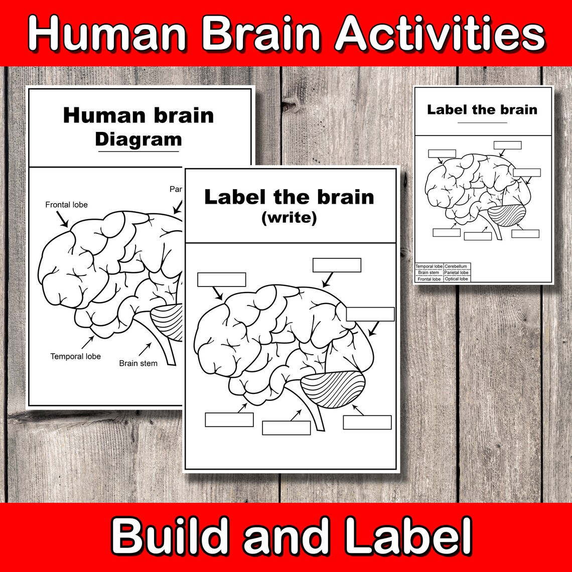 Label the Human Brain | Anatomy Craft | Biology Activity + Worksheet - Etsy