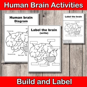 Label the Human Brain | Anatomy Craft | Biology Activity + Worksheet - Etsy