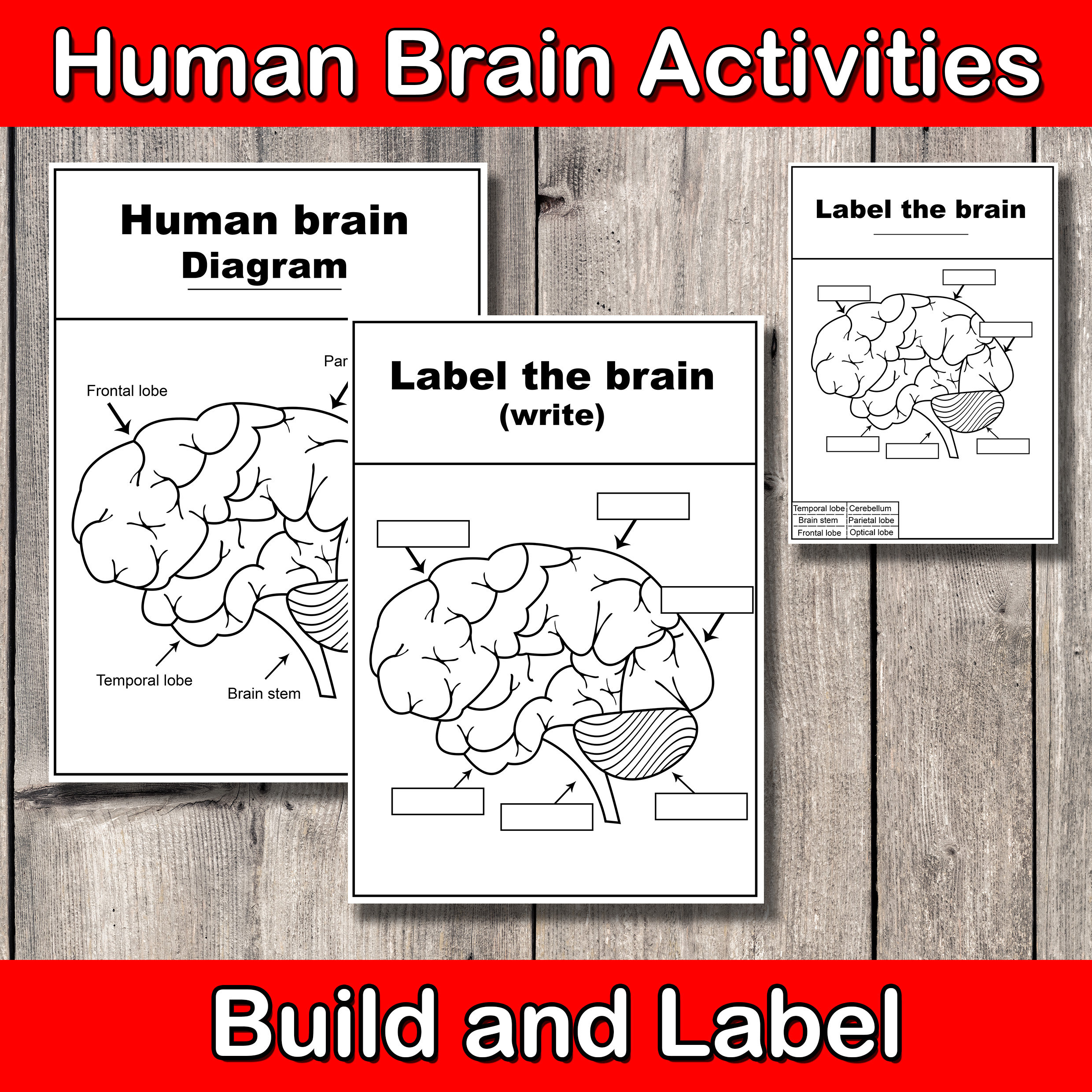 Label the Human Brain | Anatomy Craft | Biology Activity + Worksheet - Etsy