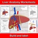 Build and Label the Human Liver Anatomy Worksheets Liver Activities ...