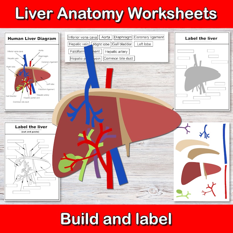 Build and Label the Human Liver | Anatomy Worksheets | Liver Activities ...