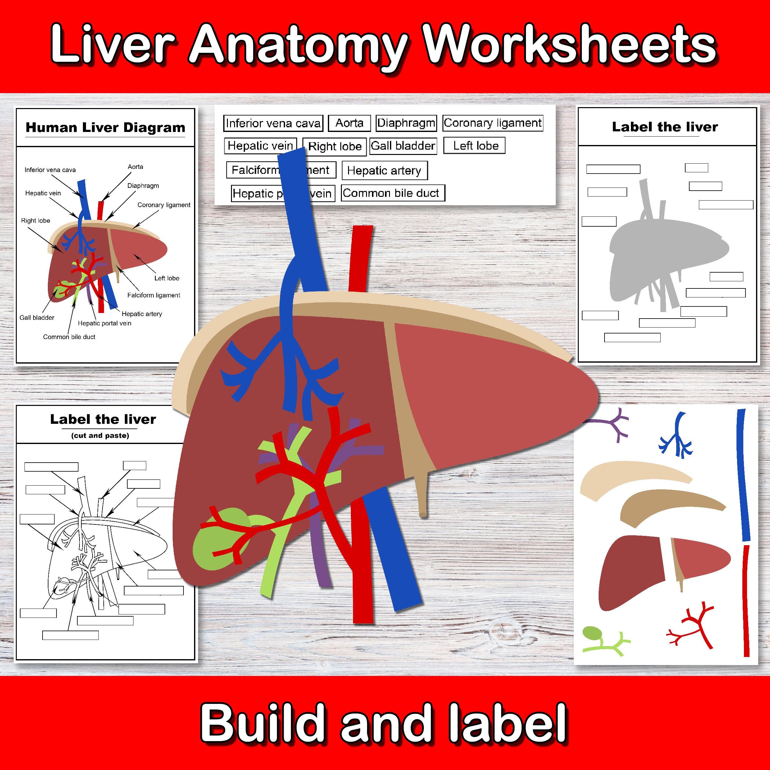 Build and Label the Human Liver | Anatomy Worksheets | Liver Activities ...