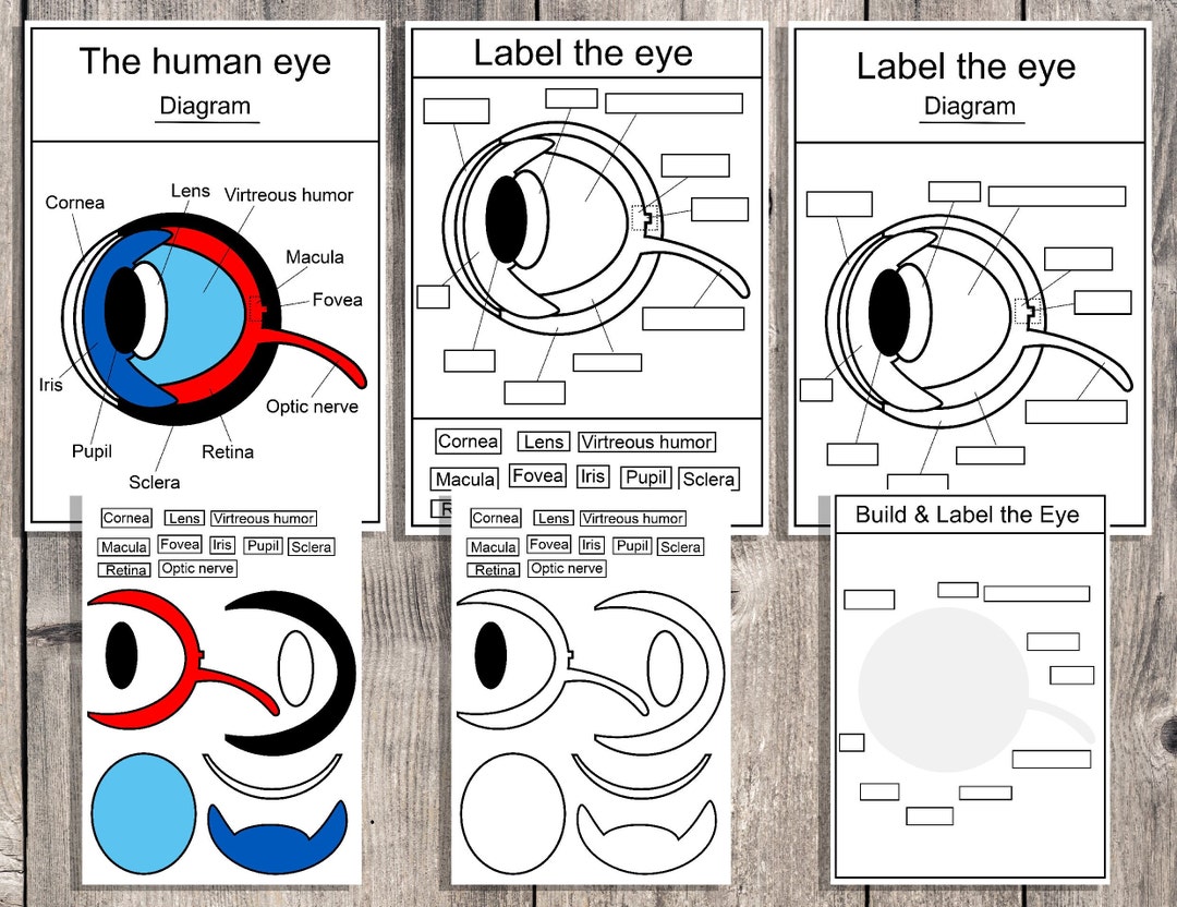The Human Eye, Build and Label the Eye , Biology, Human Anatomy Poster ...