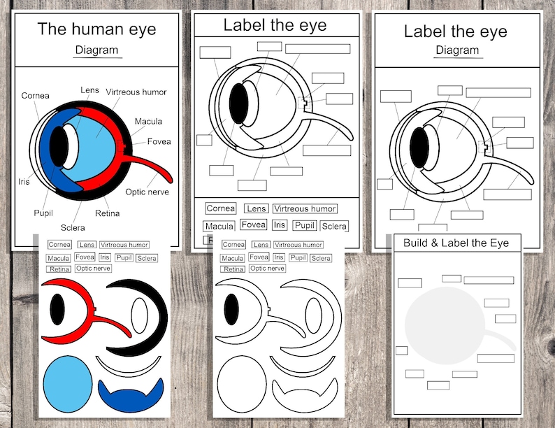 The Human Eye, Build and Label the Eye , Biology, Human Anatomy Poster ...