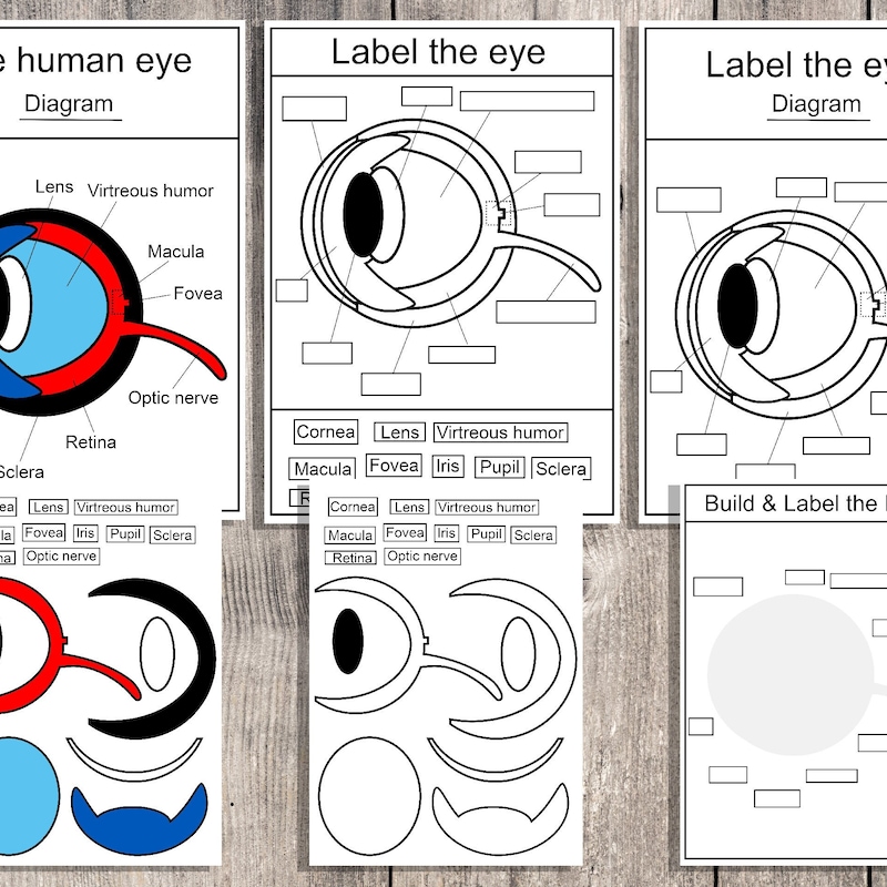Eye Anatomy - Etsy
