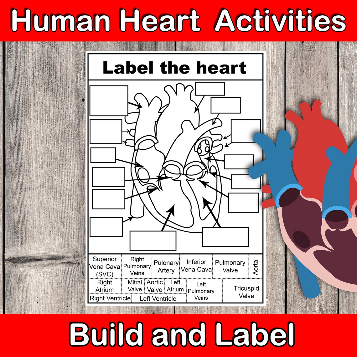 Label the Heart Poster, Human Heart Anatomy Craft, Build and Label ...