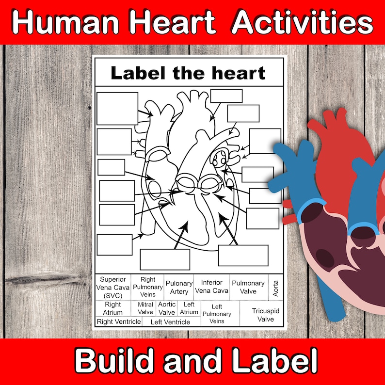Label the Heart Poster, Human Heart Anatomy Craft, Build and Label ...