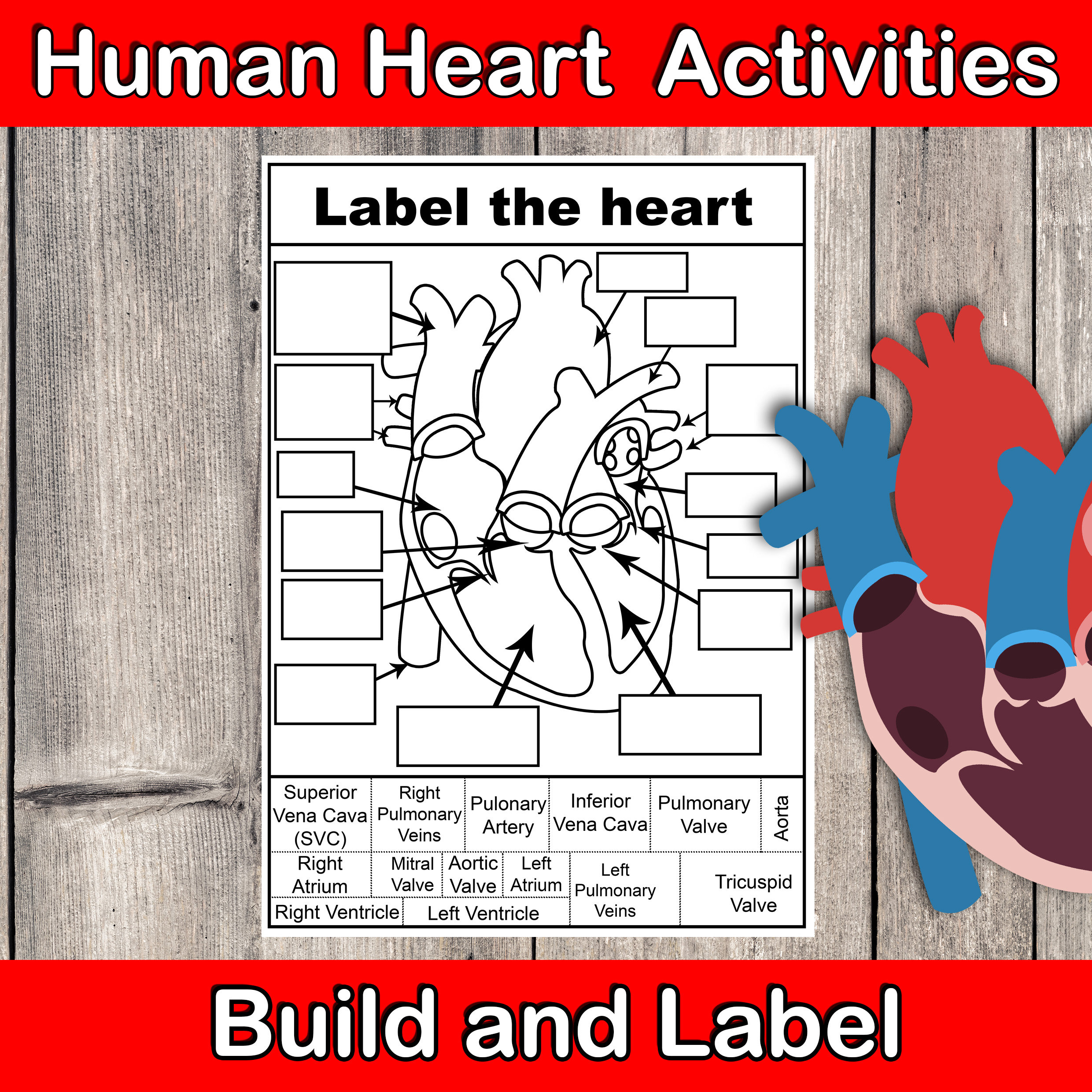Label the Heart Poster, Human Heart Anatomy Craft, Build and Label ...