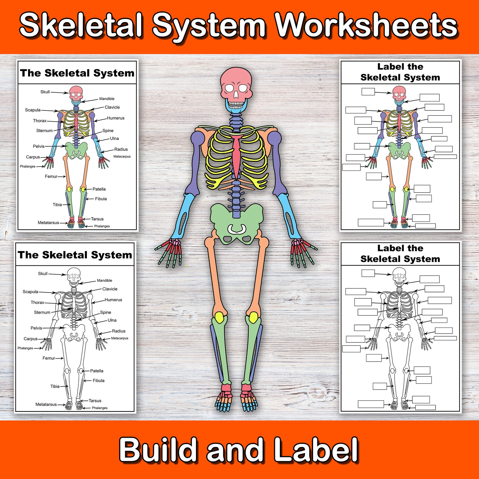 Anatomy Worksheet Mega Bundle | Build and Label the Human Body | Human ...