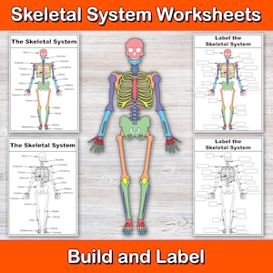 Anatomy Worksheet Mega Bundle | Build and Label the Human Body | Human ...