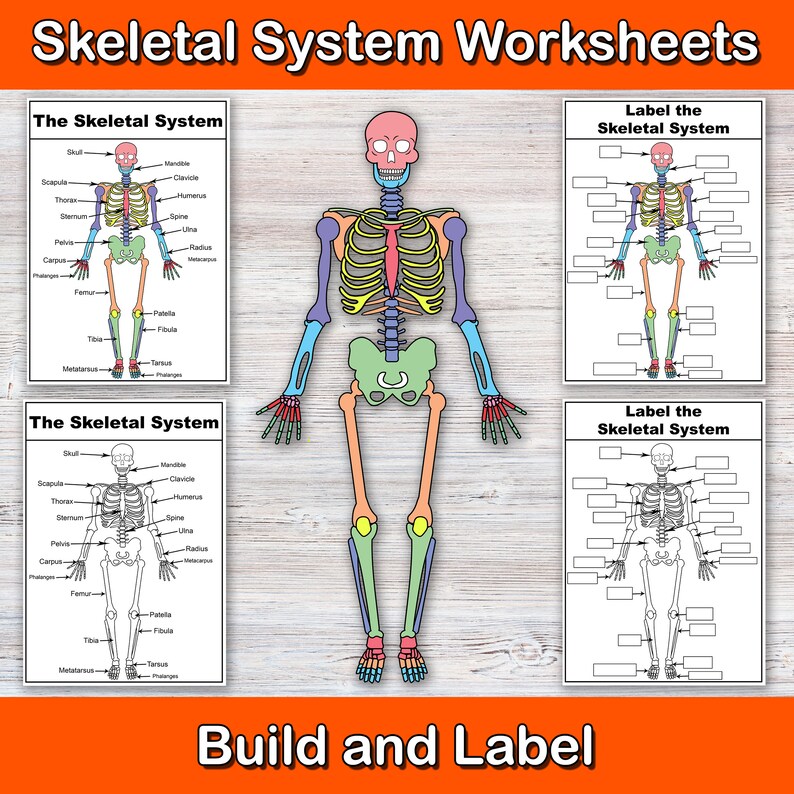 Anatomy Worksheet Mega Bundle | Build and Label the Human Body | Human ...