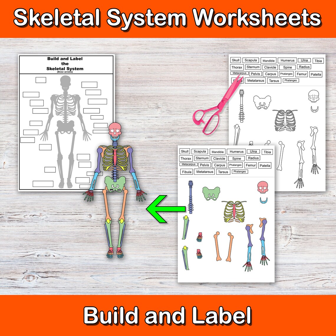 Build and Label the Skeletal System | Anatomy Worksheets | Biology ...