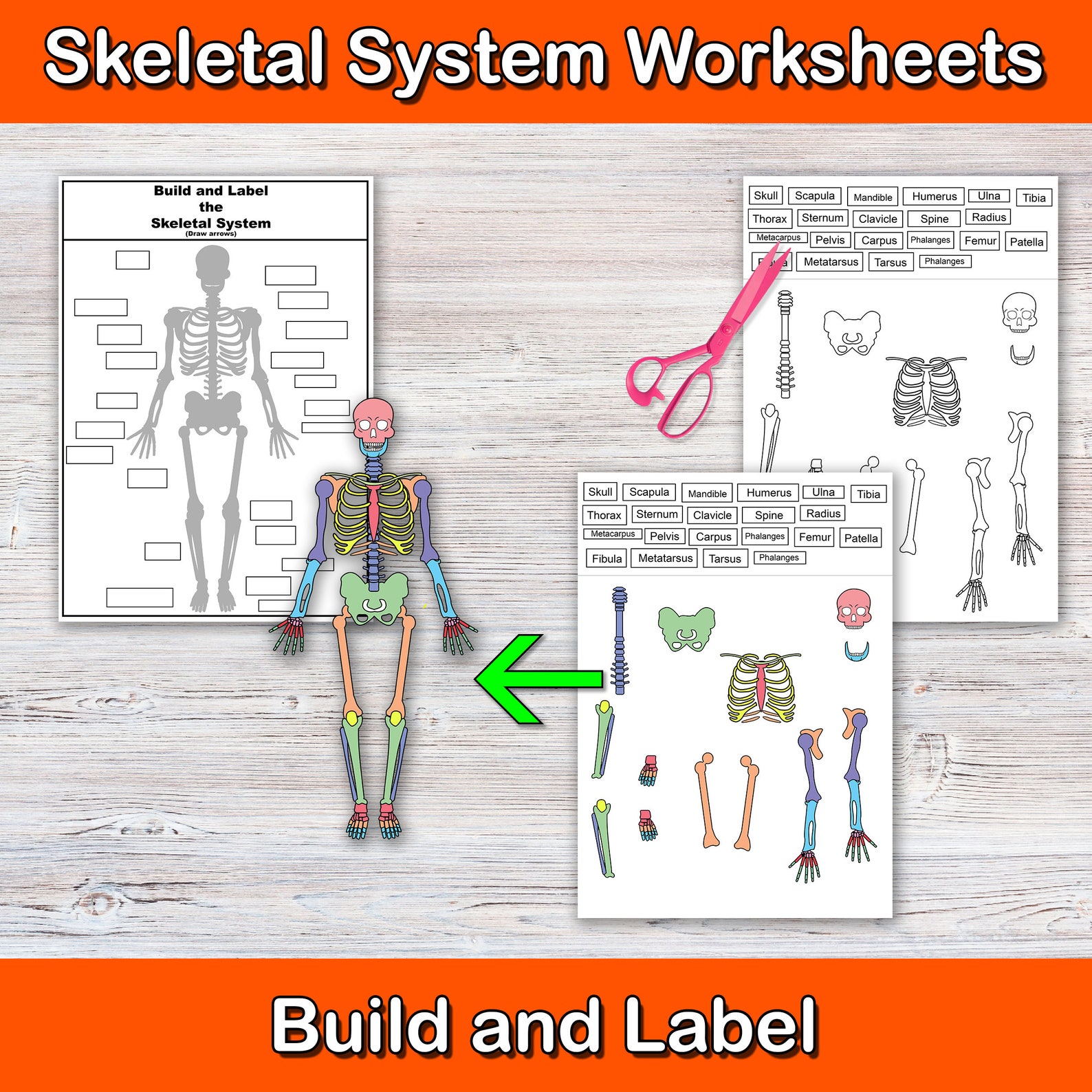 Build and Label the Skeletal System | Anatomy Worksheets | Biology ...
