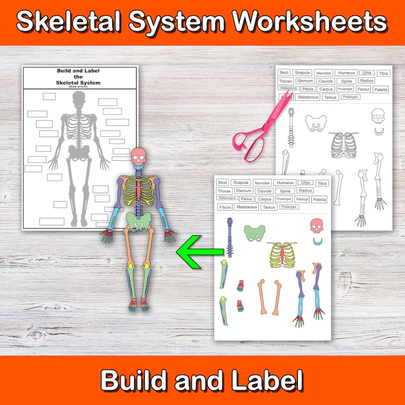 Build and Label the Skeletal System | Anatomy Worksheets | Biology ...