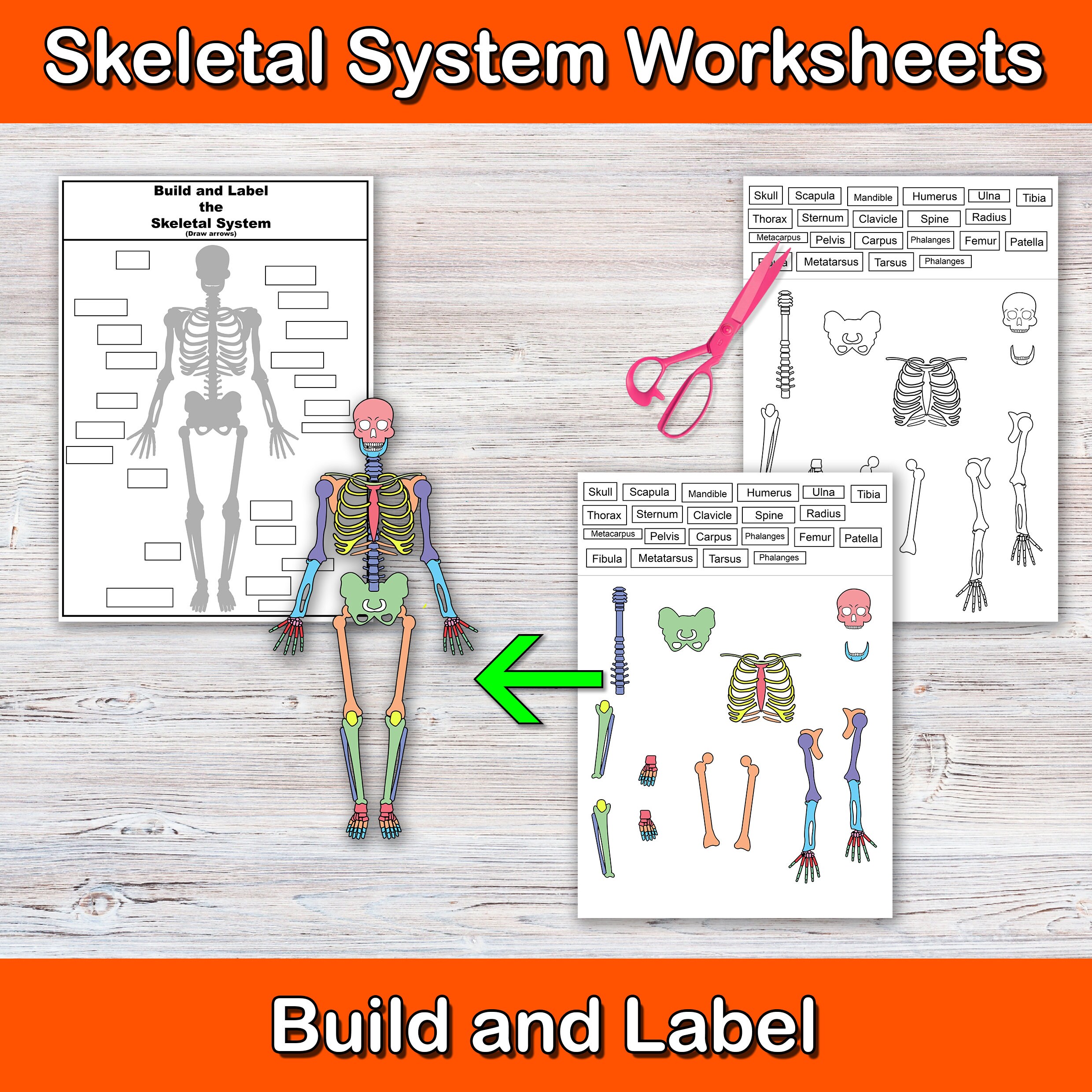 Build and Label the Skeletal System | Anatomy Worksheets | Biology ...