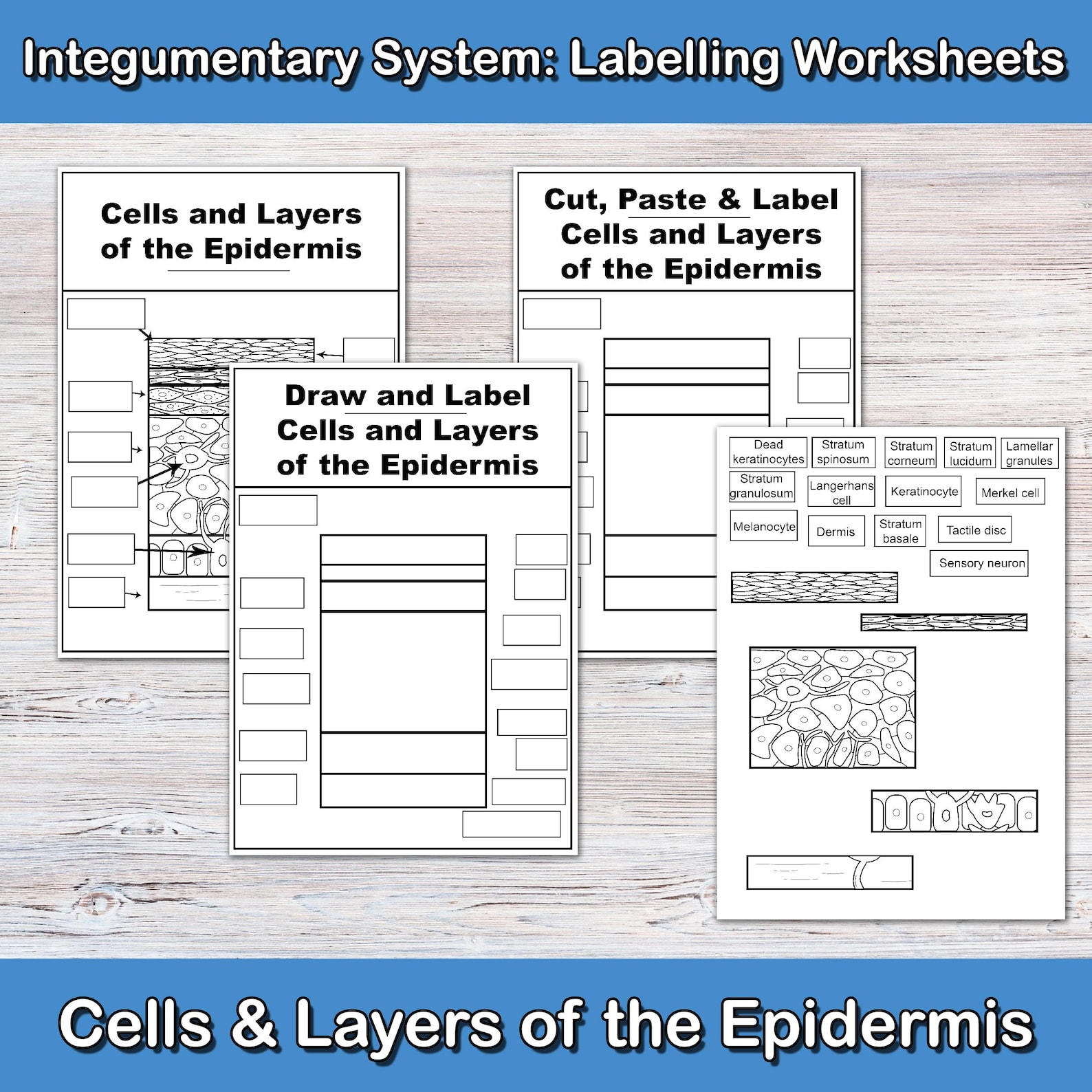 Build and Label the Integumentary System | Anatomy Worksheets | Skin ...