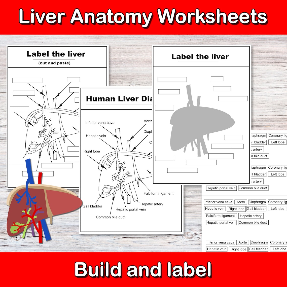 Build and Label the Human Liver | Anatomy Worksheets | Liver Activities ...