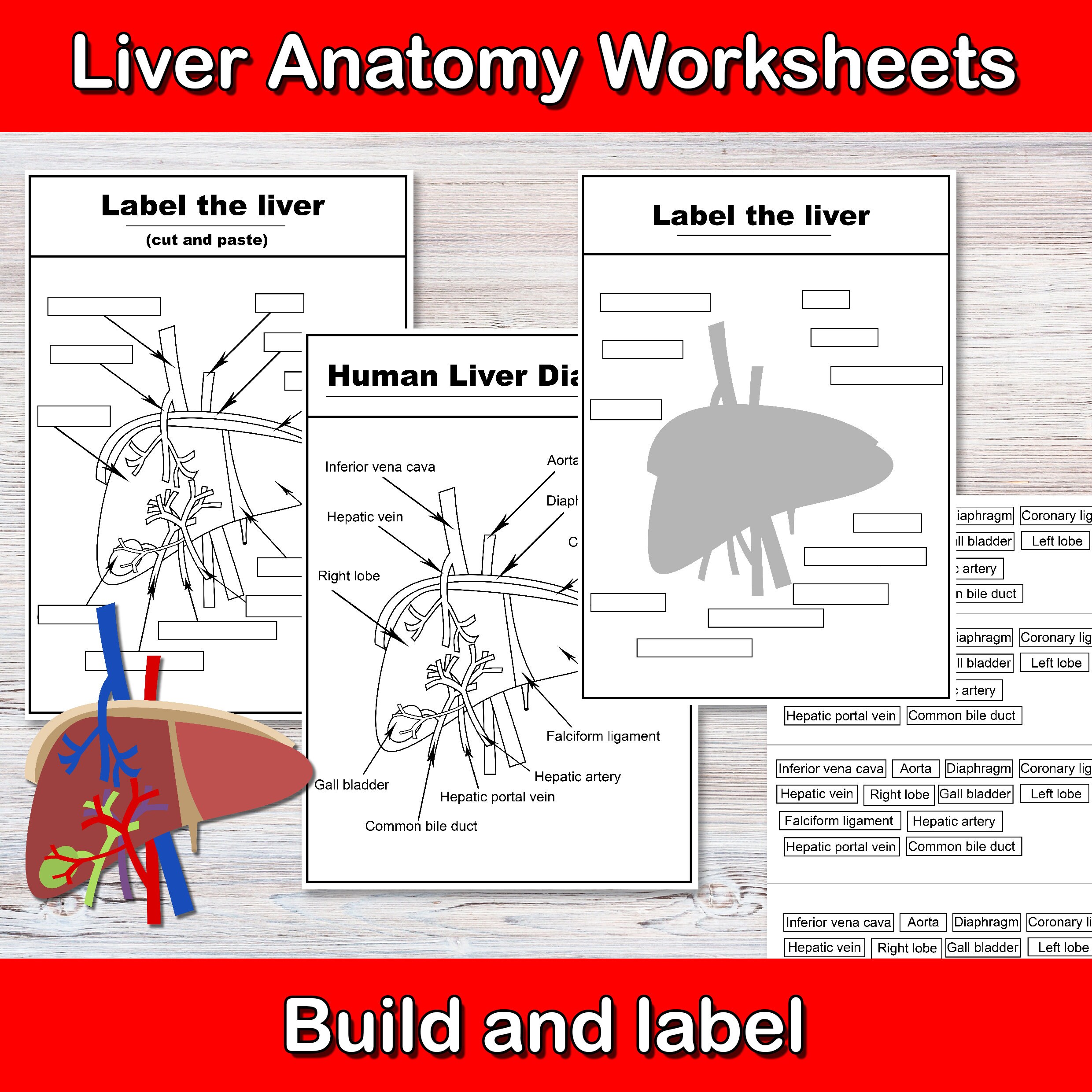 Build and Label the Human Liver | Anatomy Worksheets | Liver Activities ...