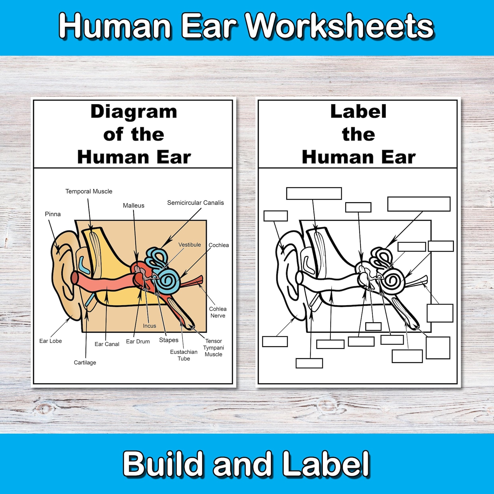 Anatomy Worksheet Mega Bundle | Build and Label the Human Body | Human ...