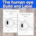 The Human Eye, Build and Label the Eye , Biology, Human Anatomy Poster ...