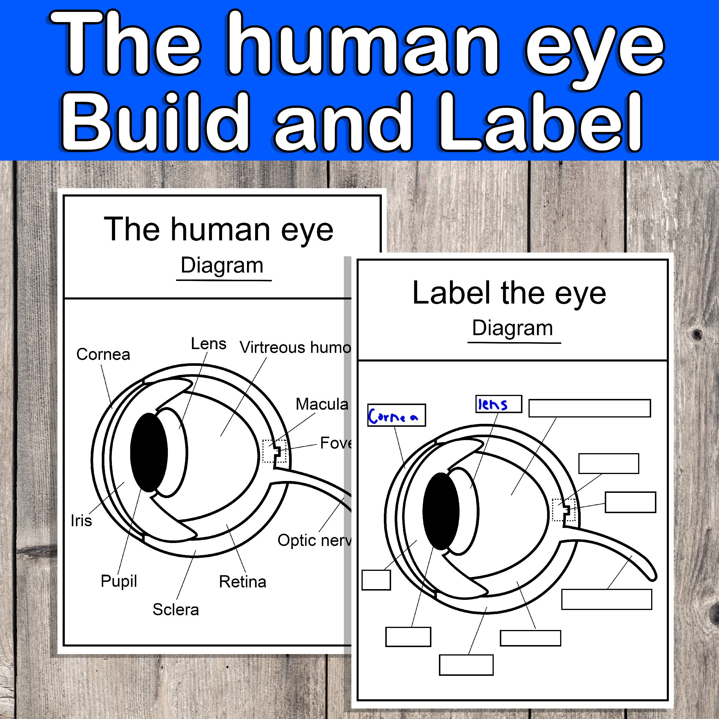 The Human Eye, Build and Label the Eye , Biology, Human Anatomy Poster ...