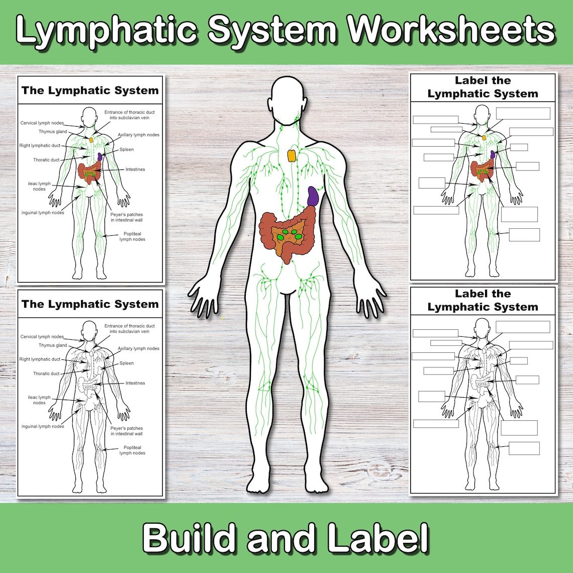 Build and Label the Lymphatic System | Anatomy Worksheets | Lymph ...