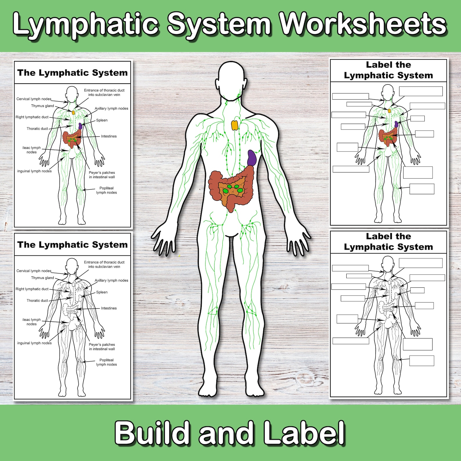 Build and Label the Lymphatic System | Anatomy Worksheets | Lymph ...