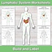 Build and Label the Integumentary System Anatomy Worksheets Skin ...