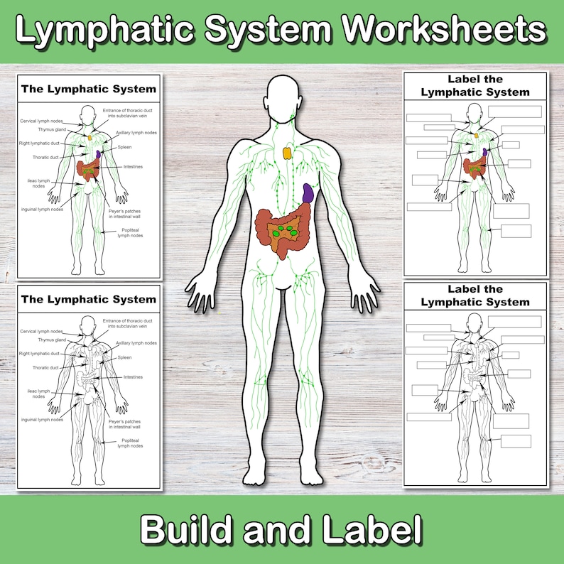 Build and Label the Lymphatic System | Anatomy Worksheets | Lymph ...