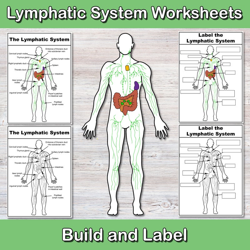 Lymphatic System - Etsy