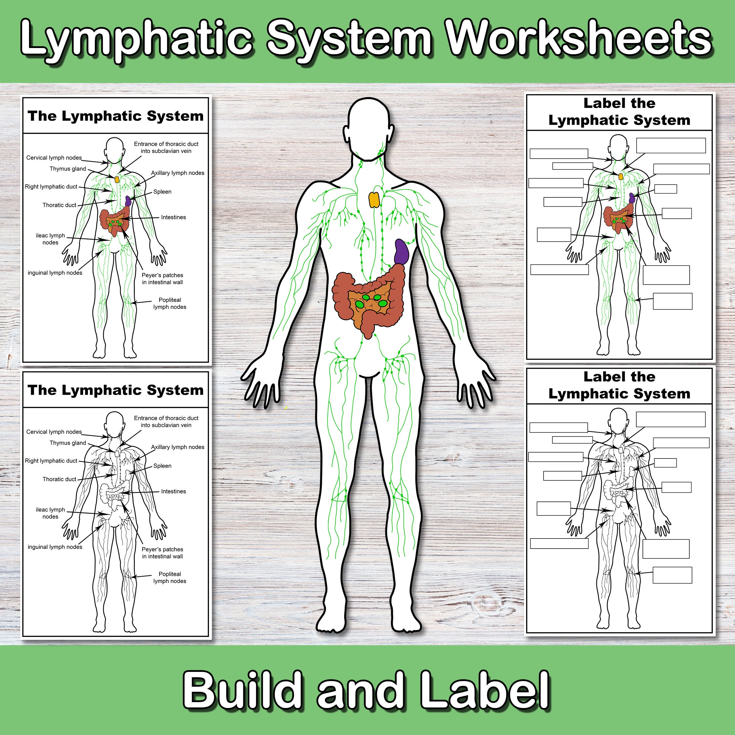 Build and Label the Lymphatic System | Anatomy Worksheets | Lymph ...